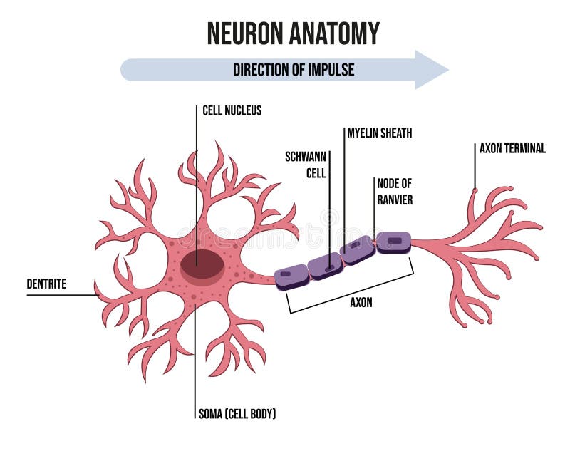 Anatomia Del Neurone Struttura Delle Cellule Nervose Illustrazione ...