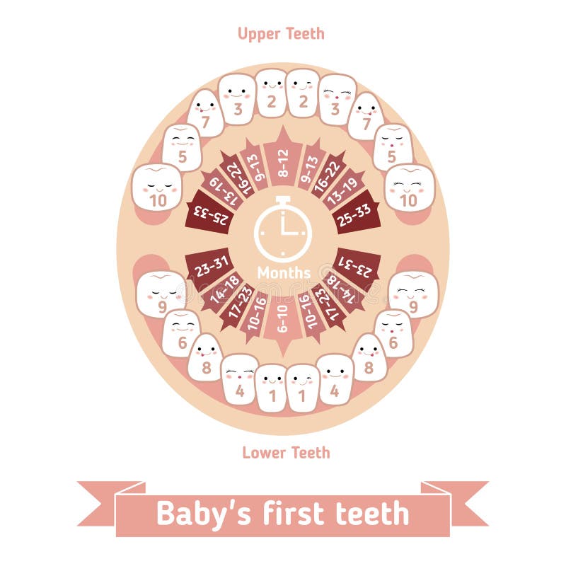 Diagramme De Dentition De Bébé Illustration de Vecteur - Illustration ...