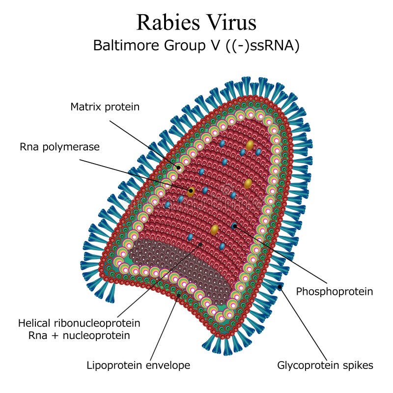 Diagramme De Structure De Particules De Virus De Bunya Illustration ...