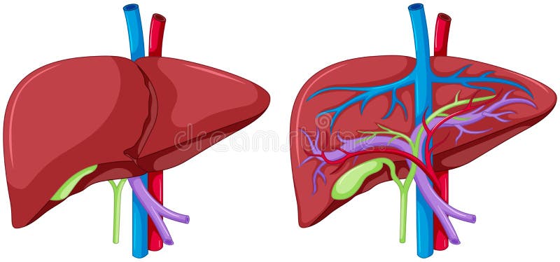 Anatomie De Foie De Corps Humain Illustration de Vecteur - Illustration ...