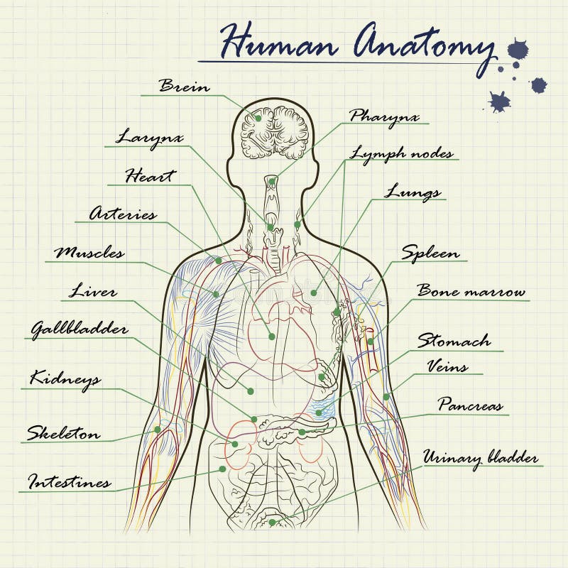 Diagramme De L'anatomie De La Langue Humaine Illustration de Vecteur ...