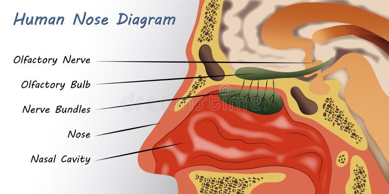 Diagramme humain de nez illustration de vecteur. Illustration du ...