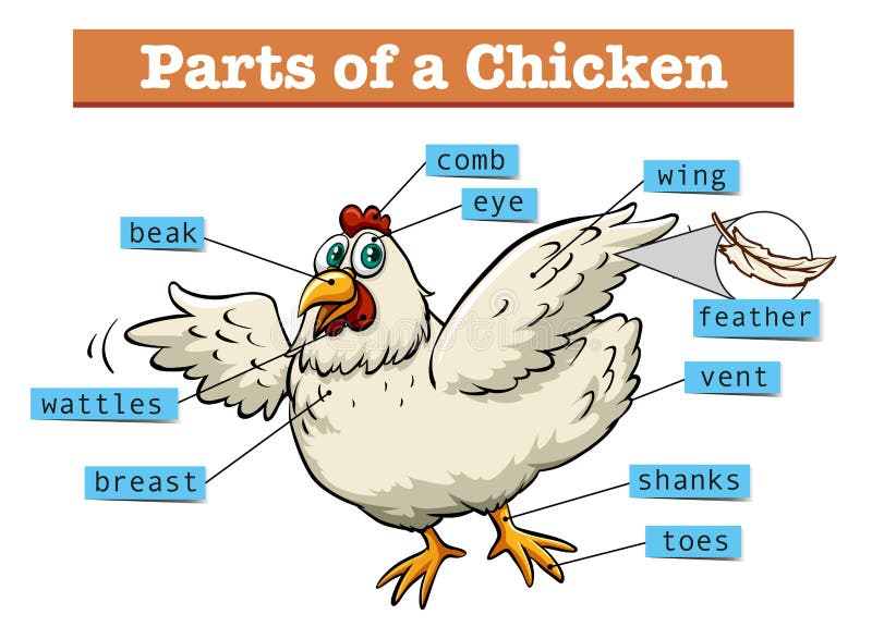 Diagramme Montrant Des Parties De Poulet Illustration de Vecteur ...