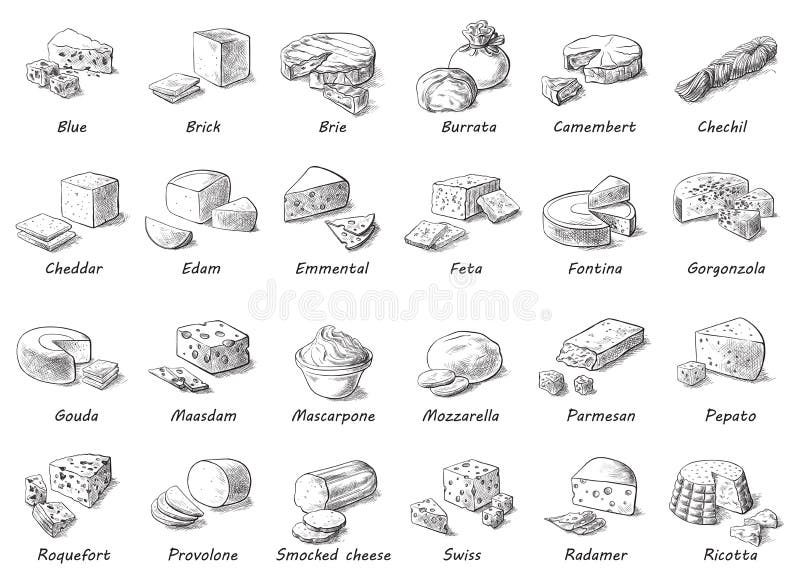 Diagrammet Skissar Av Olika Ostar Vektor Illustrationer - Illustration ...