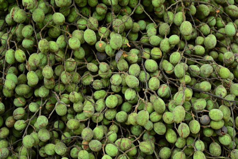 Dialium Cochinchinensis Stock Photos - Free & Royalty-Free Stock Photos ...