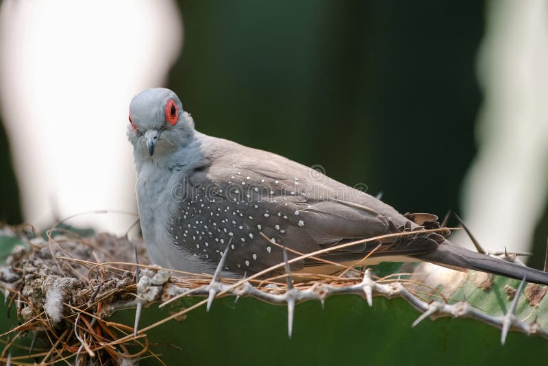 De Diamantduif (Geopelia-cuneata) Slaapt Bijna Stock Foto - Image of ...