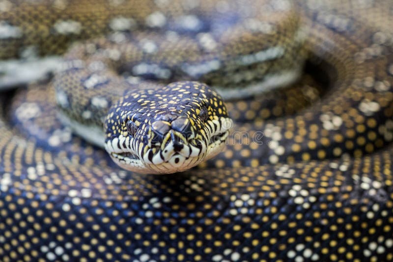 De Python van de diamant stock foto. Image of python - 10073326