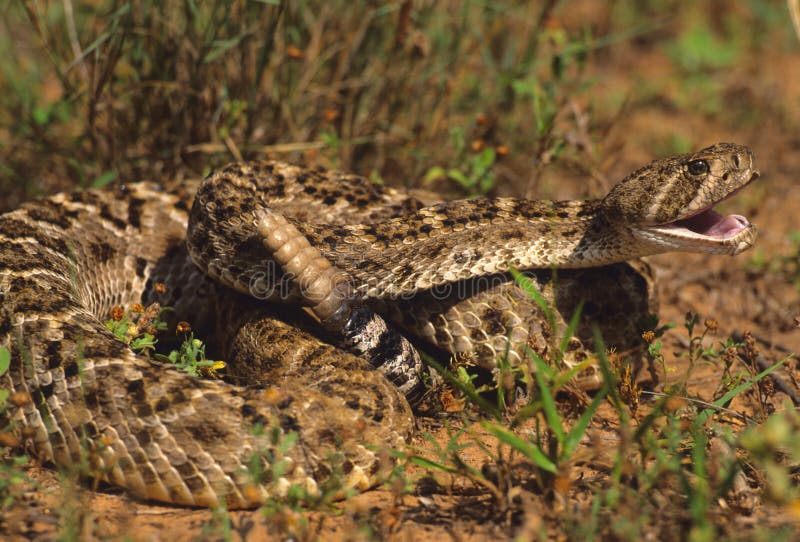111 Striking Rattlesnake Stock Photos - Free & Royalty-Free Stock ...