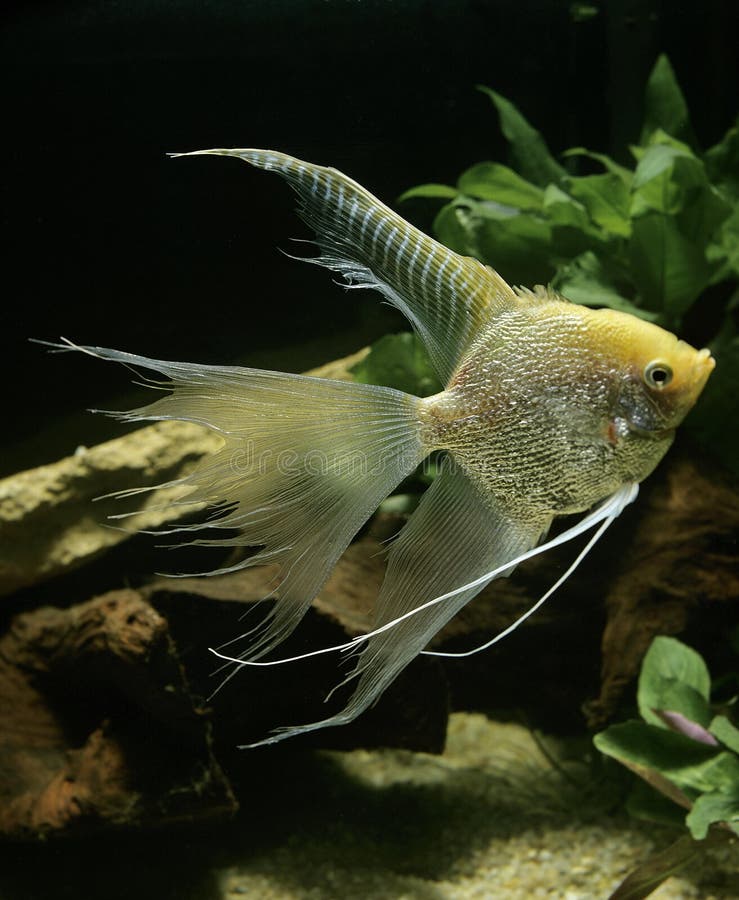 Diamond Angelfish, Pterophyllum Scalare, Adult Stock Photo - Image of ...