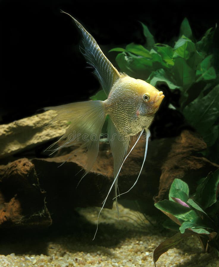 Diamond Angelfish, Pterophyllum Scalare, Adult Stock Photo - Image of ...
