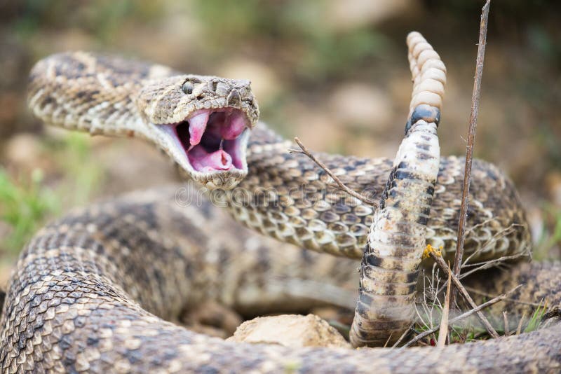 Colmillos De Cobra Escupidores