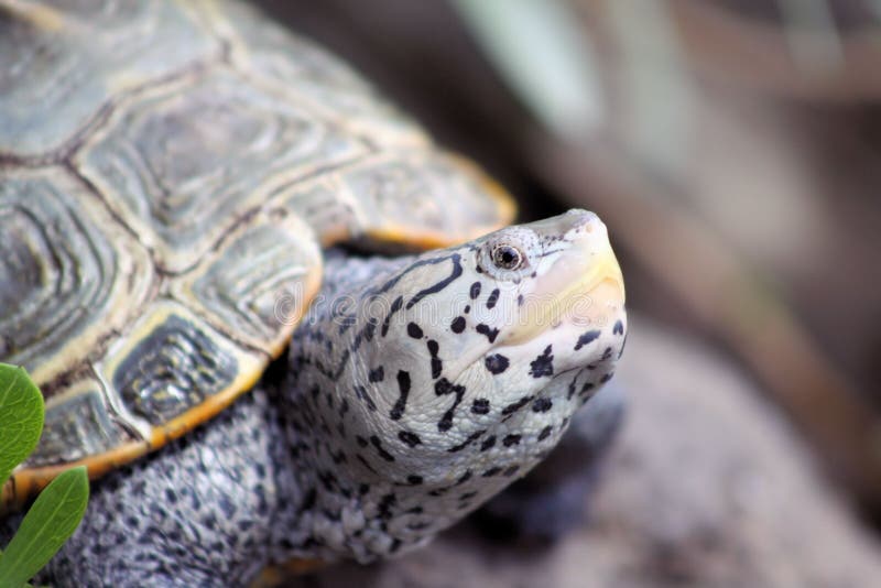 Diamond Back Turtle Stock Photography - Image: 3415832