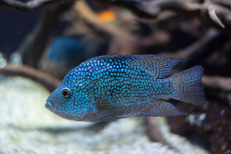 Diamond Cichlid Fish in an Aquarium Stock Photo - Image of river ...