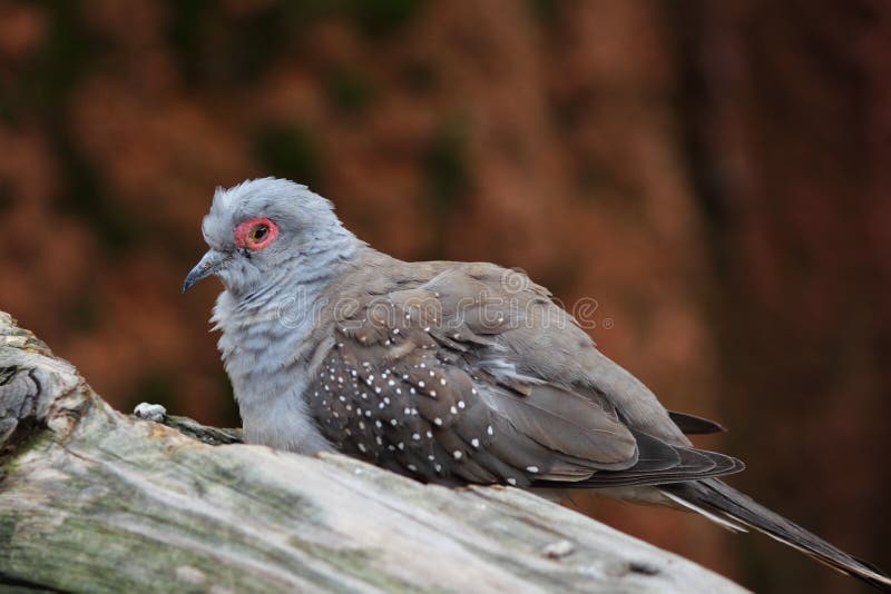 De duif van de diamant stock foto. Afbeelding bestaande uit gras - 25766342