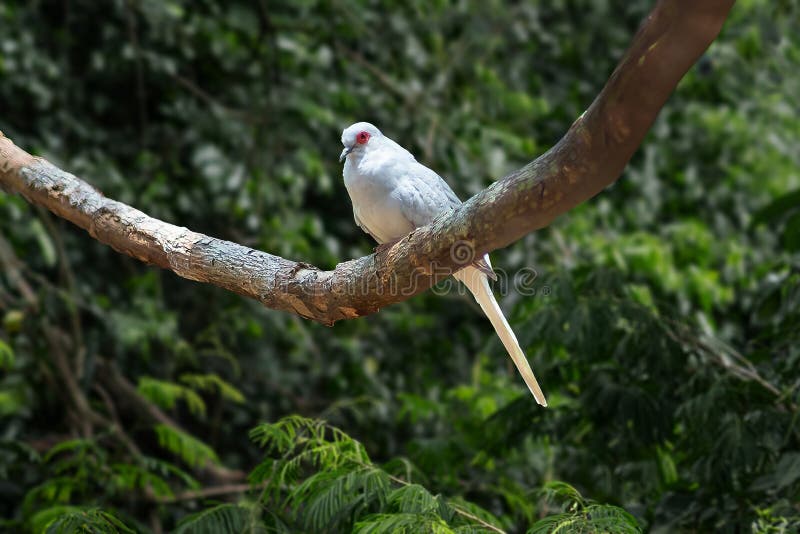 Diamond Dove bird stock photo. Image of australia, discovery - 306949976