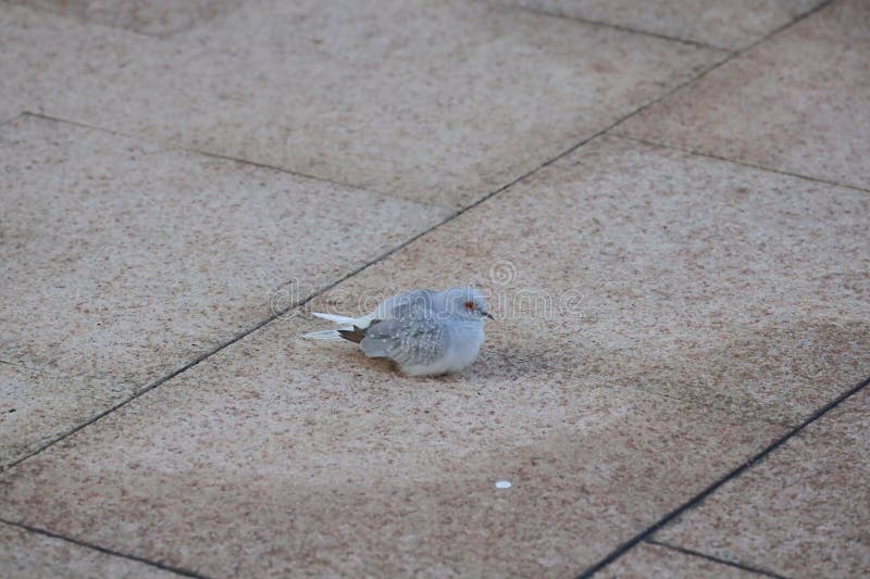 A Diamond Dove is the Smallest Australian Dove Stock Photo - Image of ...