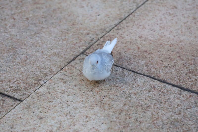 A Diamond Dove is the Smallest Australian Dove Stock Photo - Image of ...