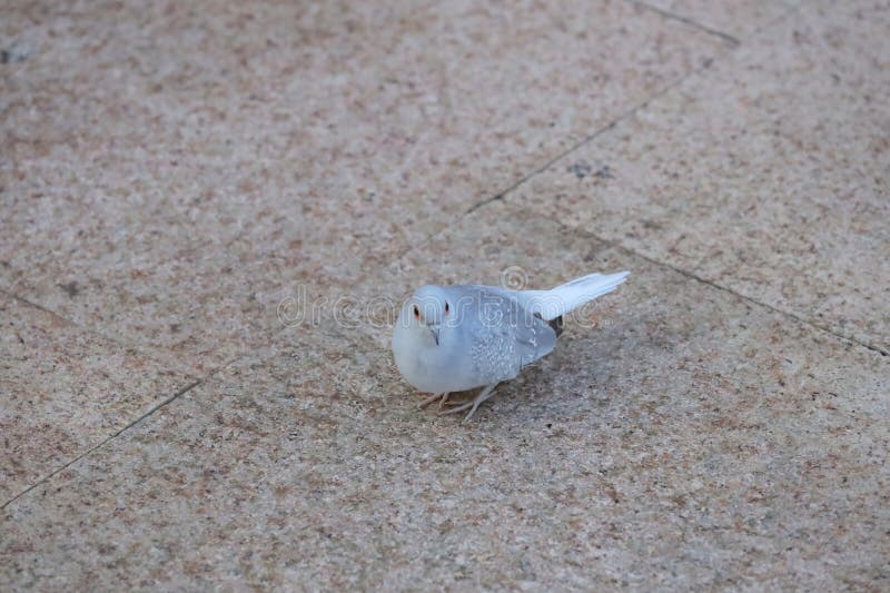 A Diamond Dove is the Smallest Australian Dove Stock Photo - Image of ...
