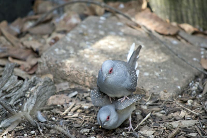 The Diamond Doves are Mating Stock Image - Image of wildlife, domestic ...