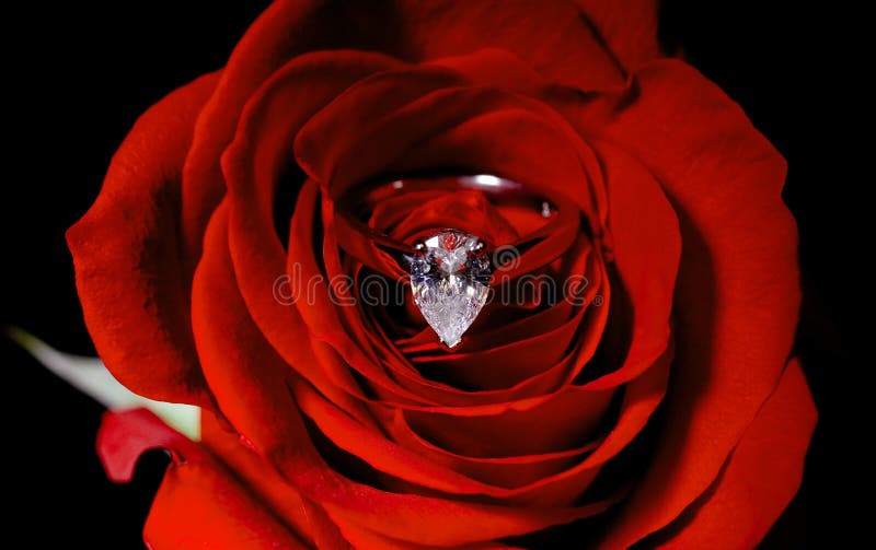 Diamond Engagement Ring Inside a Red Rose Stock Image - Image of single ...