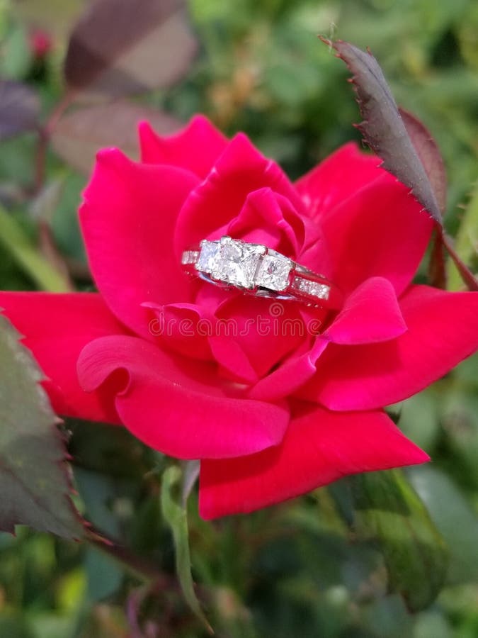 Diamond Engagement Ring in a Red Rose Stock Photo - Image of rose ...