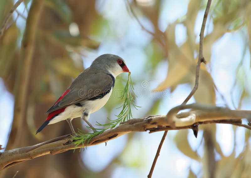 Diamond Firetail Finch with Branch Stock Photo - Image of firetail ...