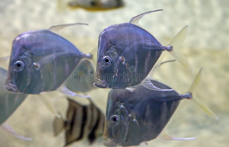 Diamond fish stock photo. Image of colorful, river, water - 236319998
