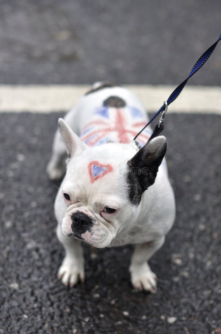 436 Diamond Dog Video Stock Photos - Free & Royalty-Free Stock Photos ...