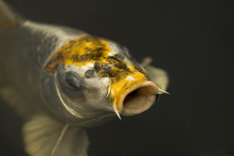 Diamond Koi stock photo. Image of closeup, isolated, orange - 2395598