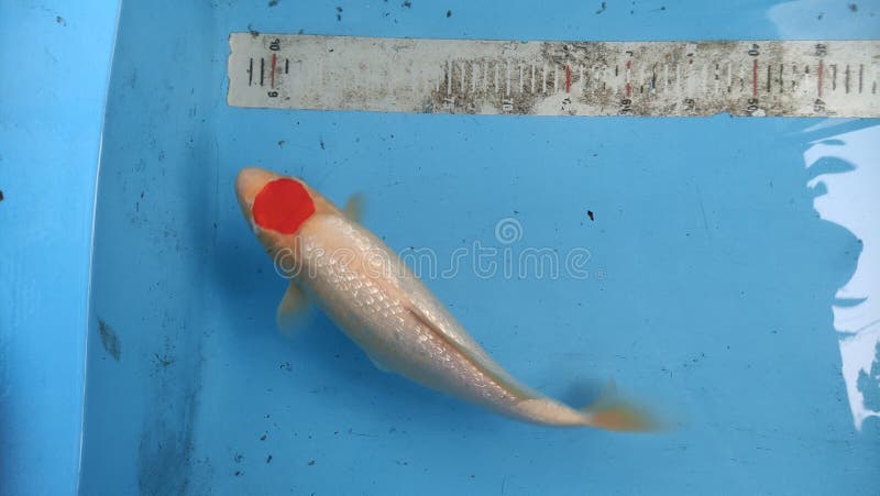 Diamond Koi Fish Swimming in a Blue Pond Stock Photo - Image of ...