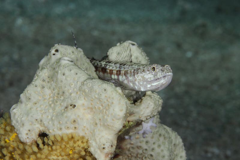 Diamond Lizardfish , Red Sea Stock Image - Image of coral, lizardfish ...
