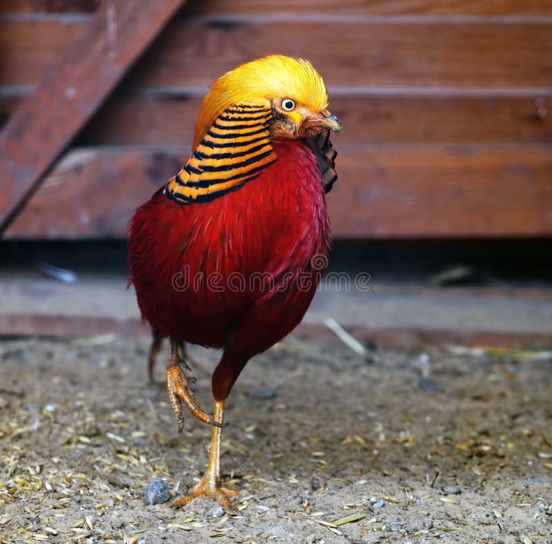 Diamond Pheasant Red and Golden Standing at One Leg Stock Image - Image ...