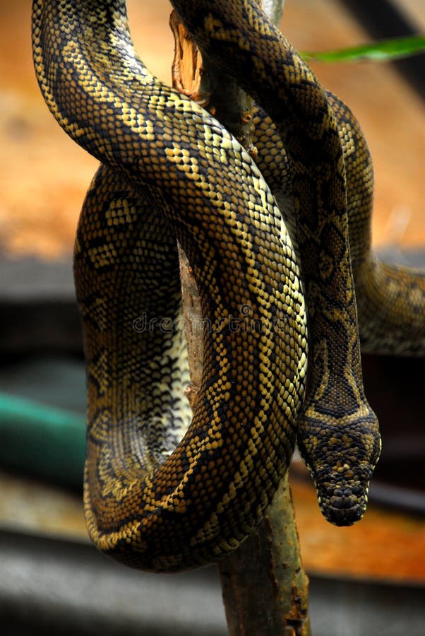 Diamond Python stock photo. Image of python, snake, serpent - 3226438