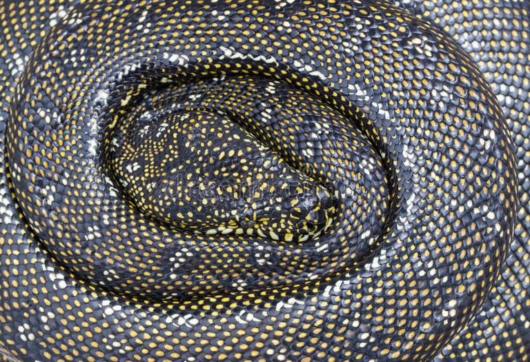 Diamond Python stock image. Image of australia, curled - 191852757