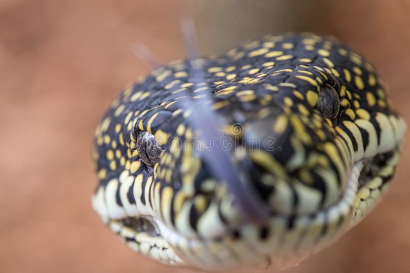 Diamond Python stock photo. Image of flicking, diamond - 192132076