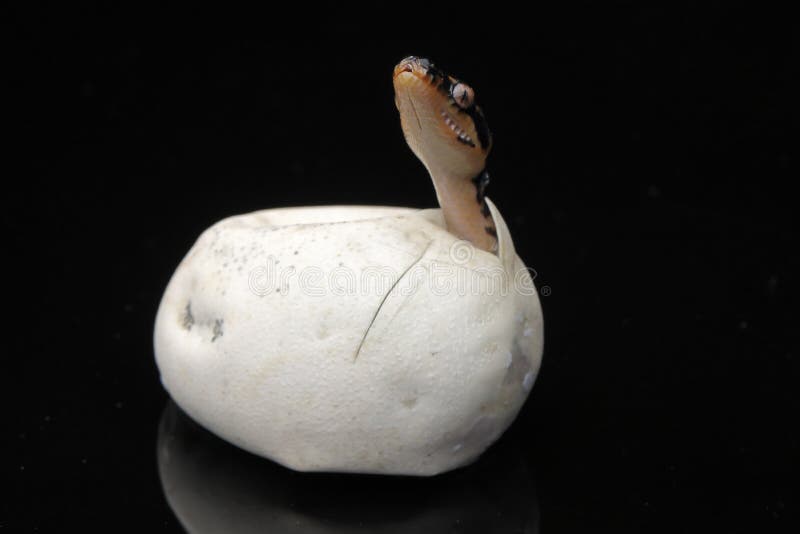 Diamond Python hatching stock photo. Image of spilota - 209348480