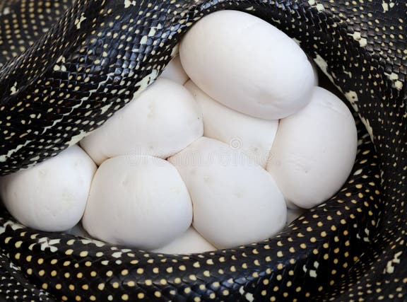 Diamond Python Incubating Eggs Stock Photo - Image of diamond ...