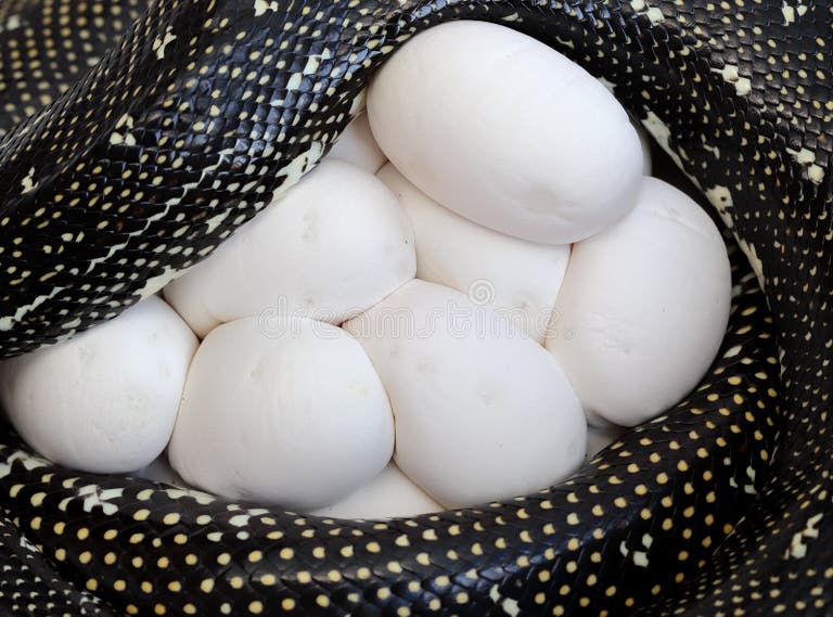 Diamond Python Incubating Eggs Stock Photo - Image of diamond ...