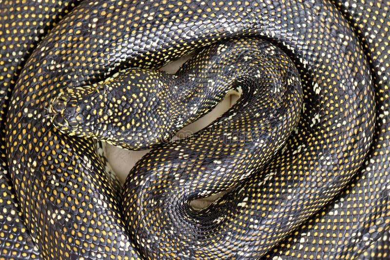 Diamond Python stock image. Image of incubating, snake - 203046733