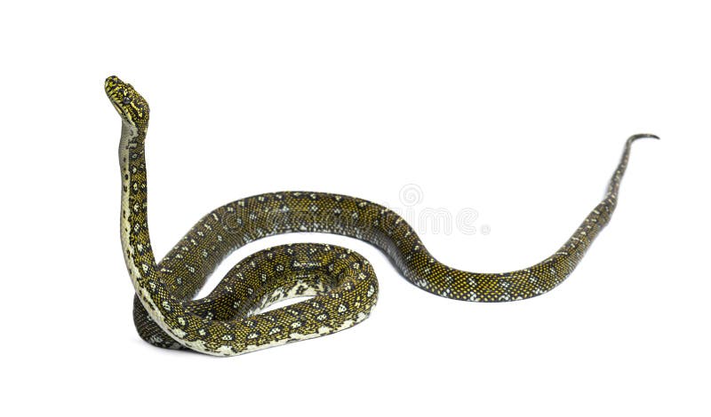 350 Black Snake Diamond Stock Photos - Free & Royalty-Free Stock Photos ...