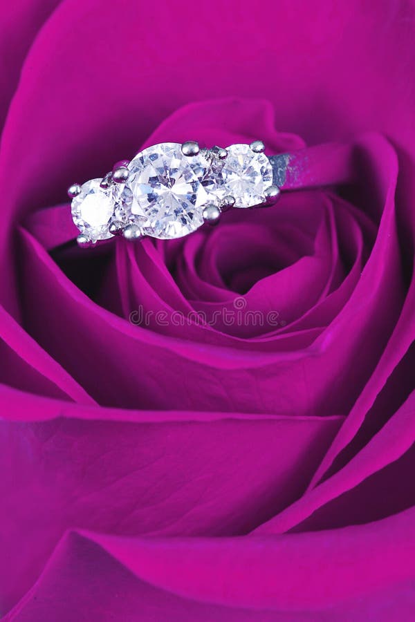 Diamond Ring stock photo. Image of petal, purple, fragrance - 14153252