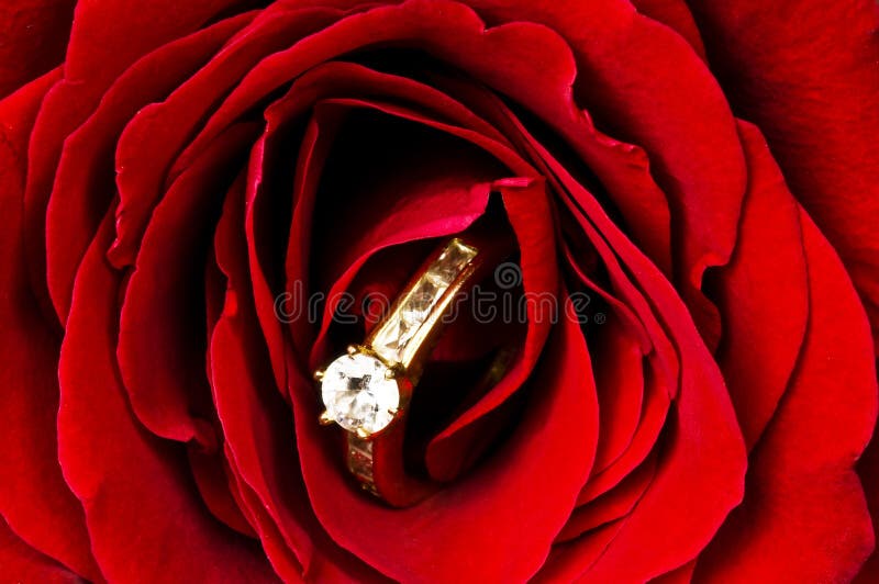 Diamond ring in red rose stock image. Image of gold, petal - 16825017