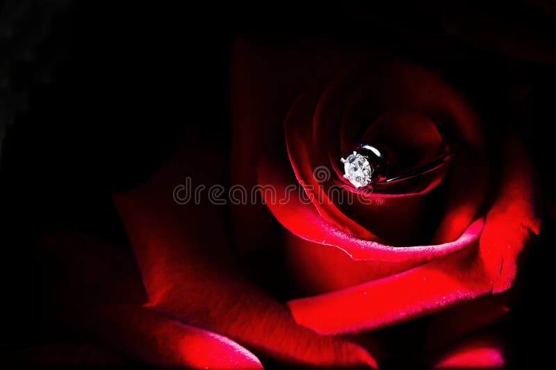 A Diamond Ring on the Red Rose Stock Image - Image of jewels, ring ...