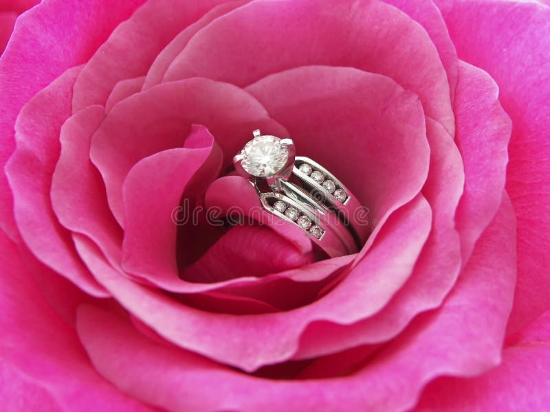Diamond Rose stock image. Image of romantic, flora, romance - 1721095