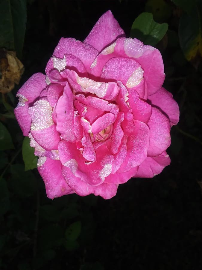 Diamond Roses Morning Blessings Stock Image - Image of blessing ...