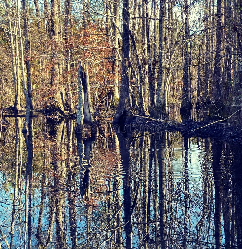 Diamond in the rough stock photo. Image of swamp, clear - 237298360
