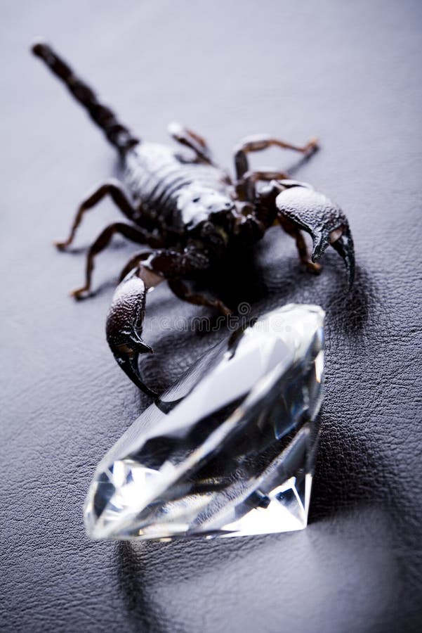Diamond and Scorpion stock photo. Image of isolated, poisonous - 7318586