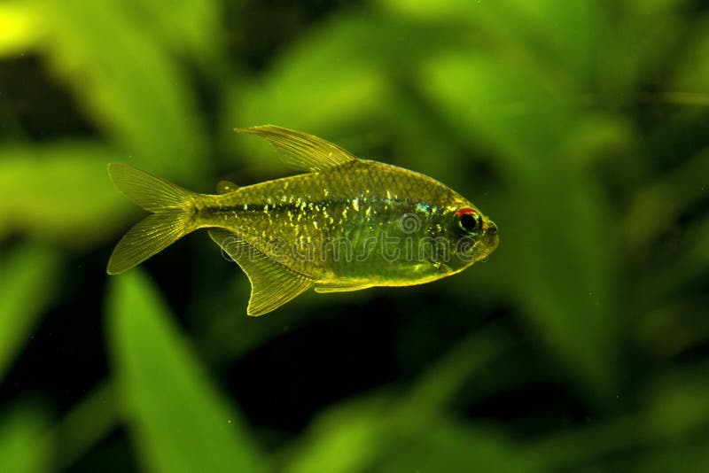 The Diamond Tetra (Moenkhausia Pittieri). Stock Image - Image of aqua ...