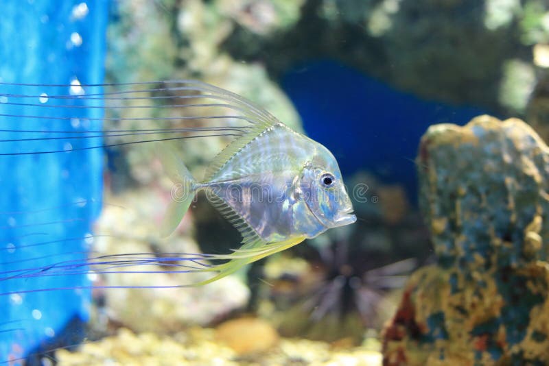 Diamond Trevally stock photo. Image of aquarium, fish - 62604594