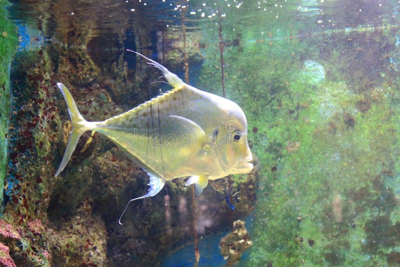 Diamond Trevally stock image. Image of diamond, local - 70500397